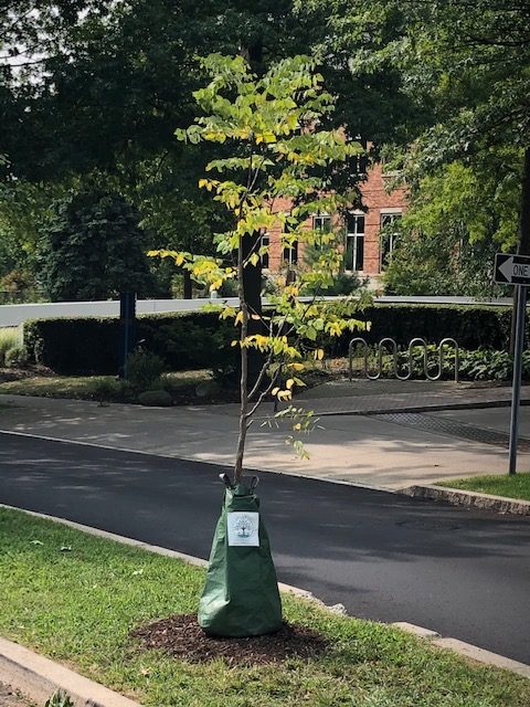 Commemorative Tree Program - Greenwich Tree Conservancy