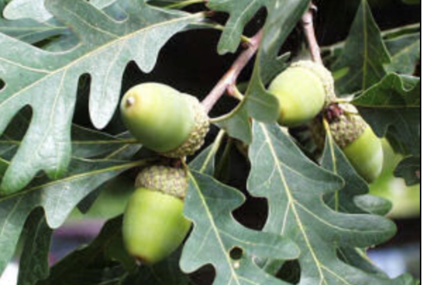 The Great Legacy White Oak Planting Project - Greenwich Tree Conservancy
