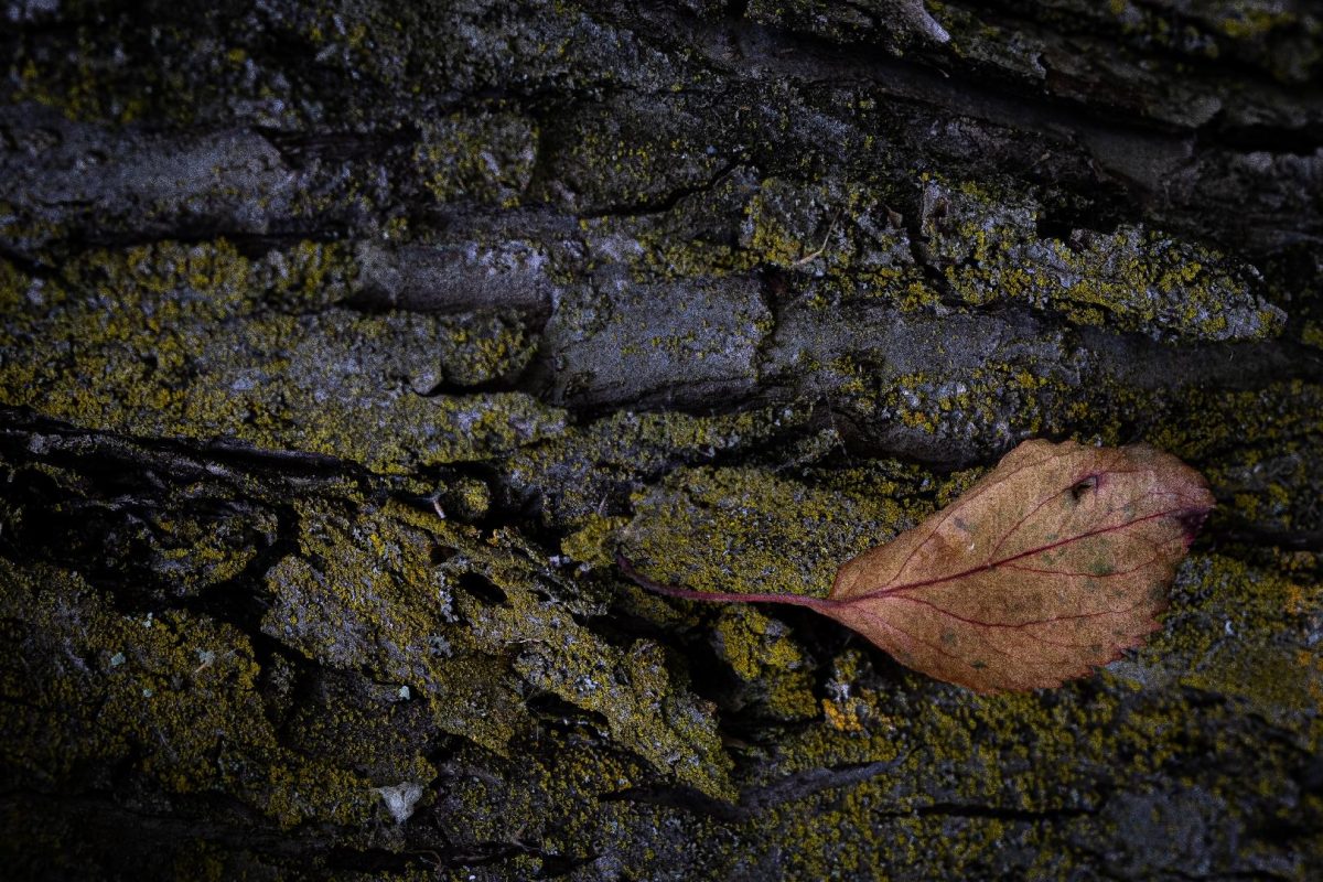 Please Join GTC in Planting, Preserving and Protecting Trees ...