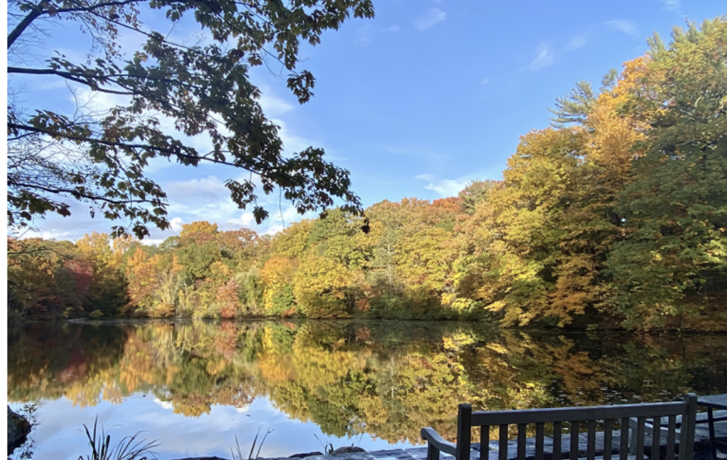 Please Support GTC in Planting, Preserving and Protecting Trees ...