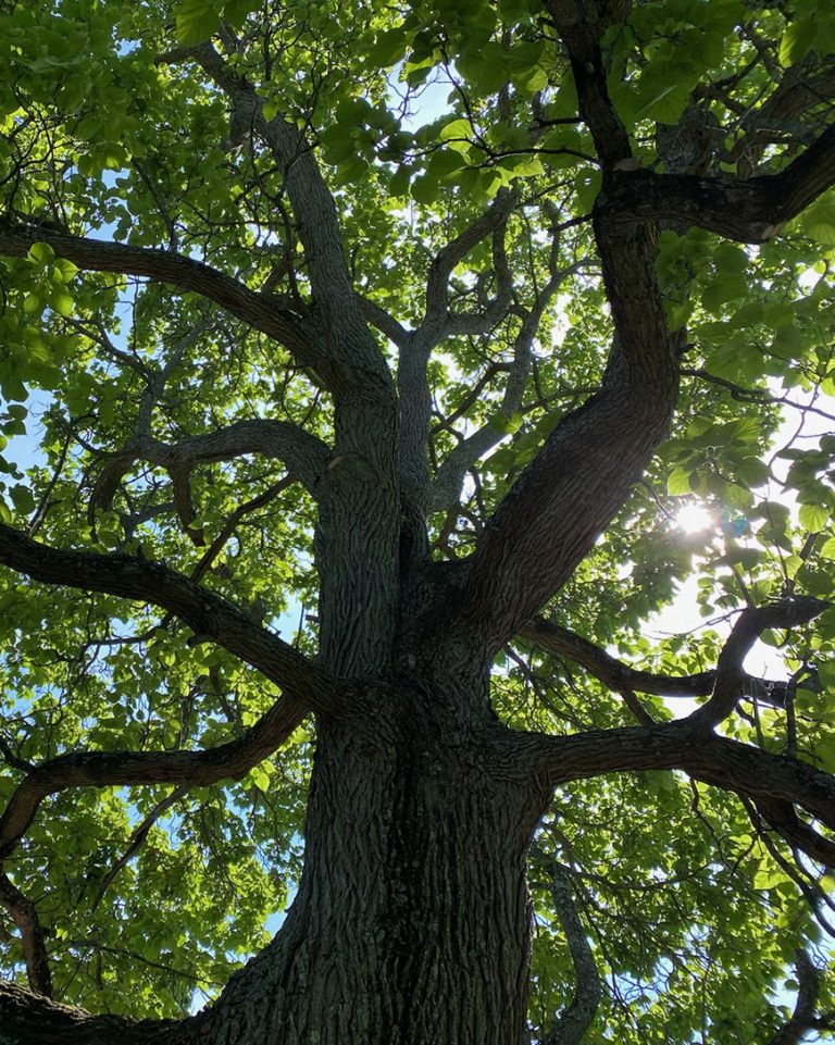 Please Support GTC in Planting, Preserving and Protecting Trees - Greenwich Tree Conservancy