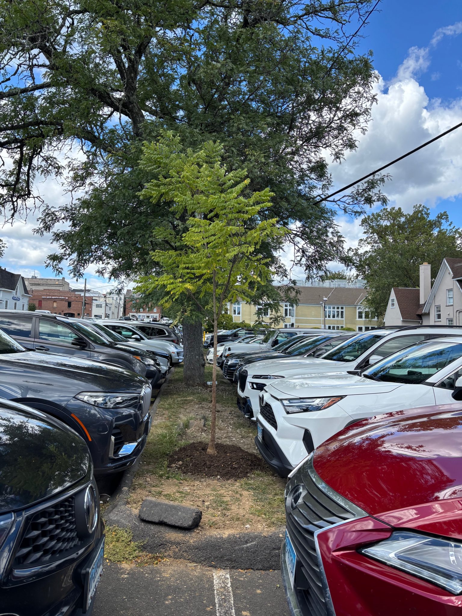The Greenwich Tree Conservancy Plants Trees for Cooler Streets and Parking Lots in Greenwich ...