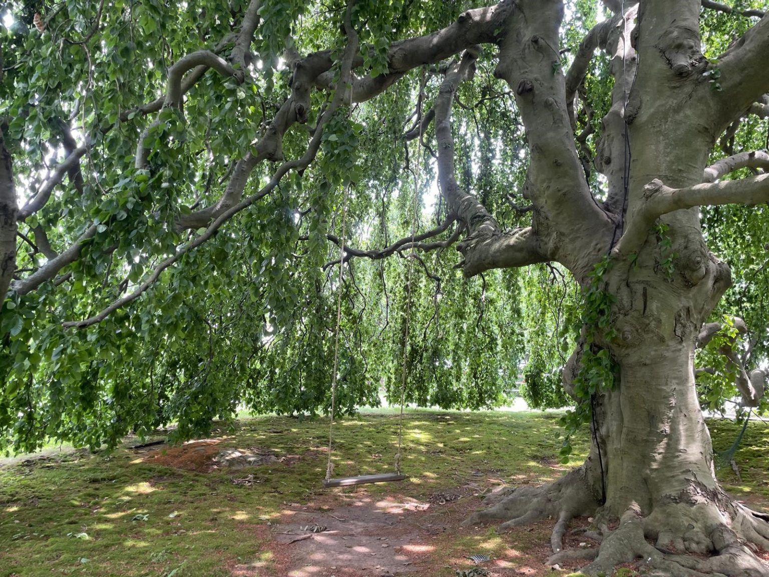 Greenwich Tree Conservancy Treasured Trees Celebration Set for Oct 23 ...