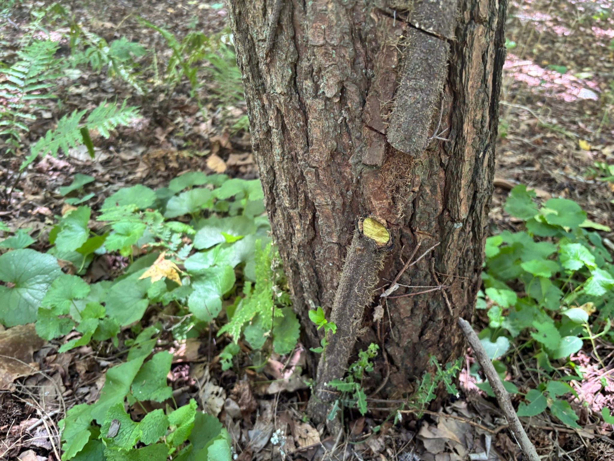 Cut the Ivy, Save the Tree - Greenwich Tree Conservancy